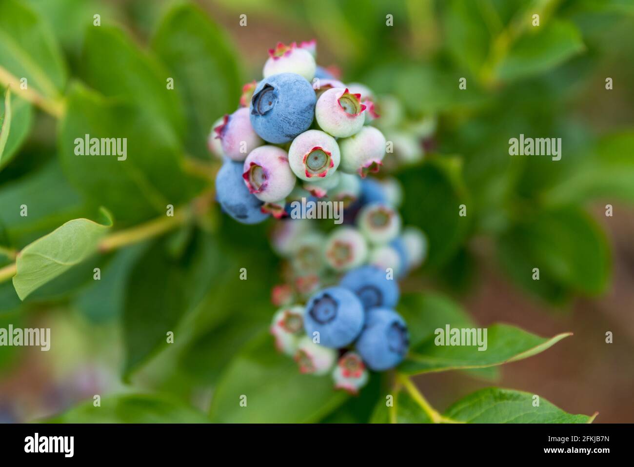 American blueberries ripening on shrubs. Growing fruit. Blueberries on ...
