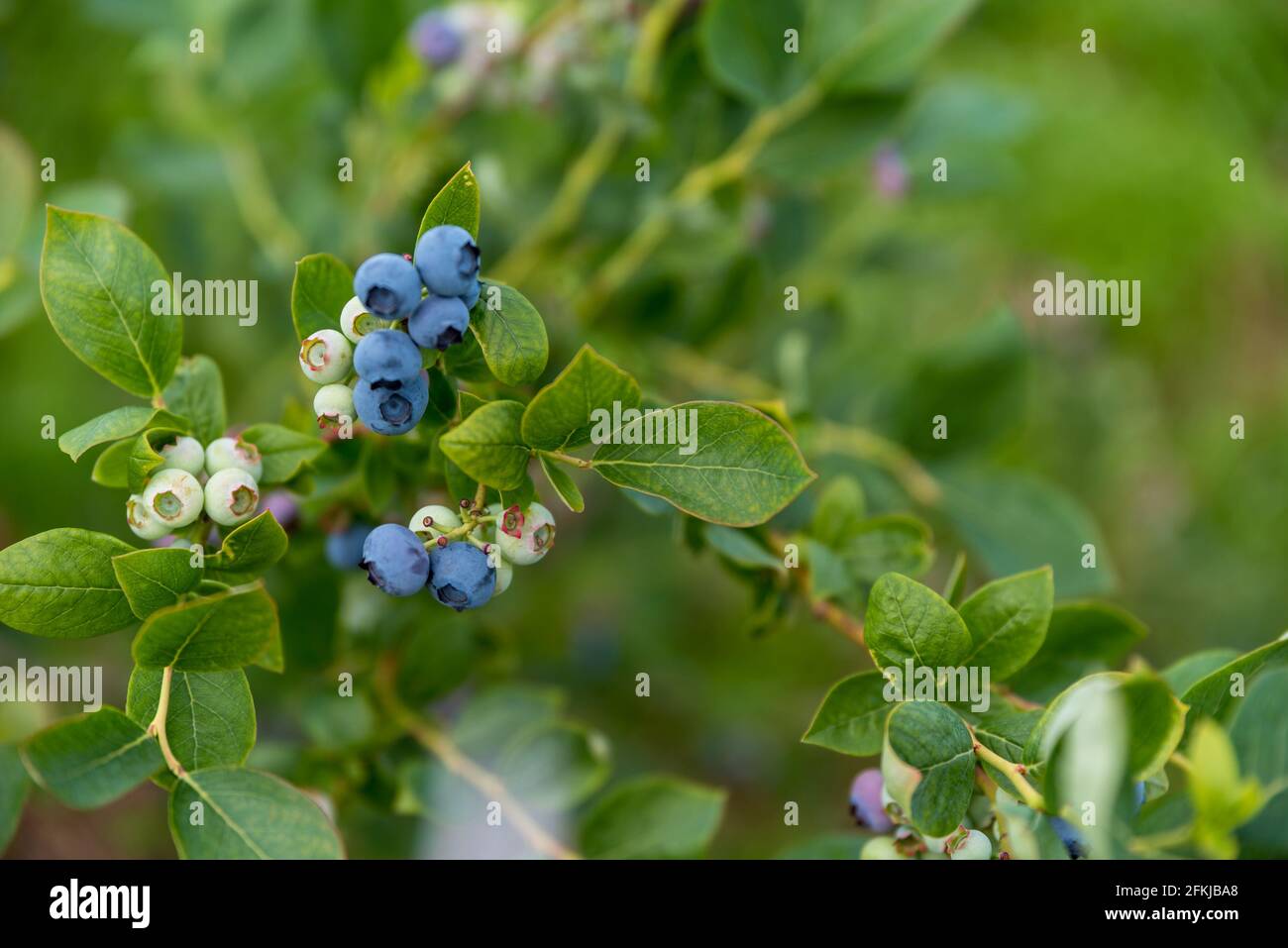 American blueberries ripening on shrubs. Growing fruit. Blueberries on ...
