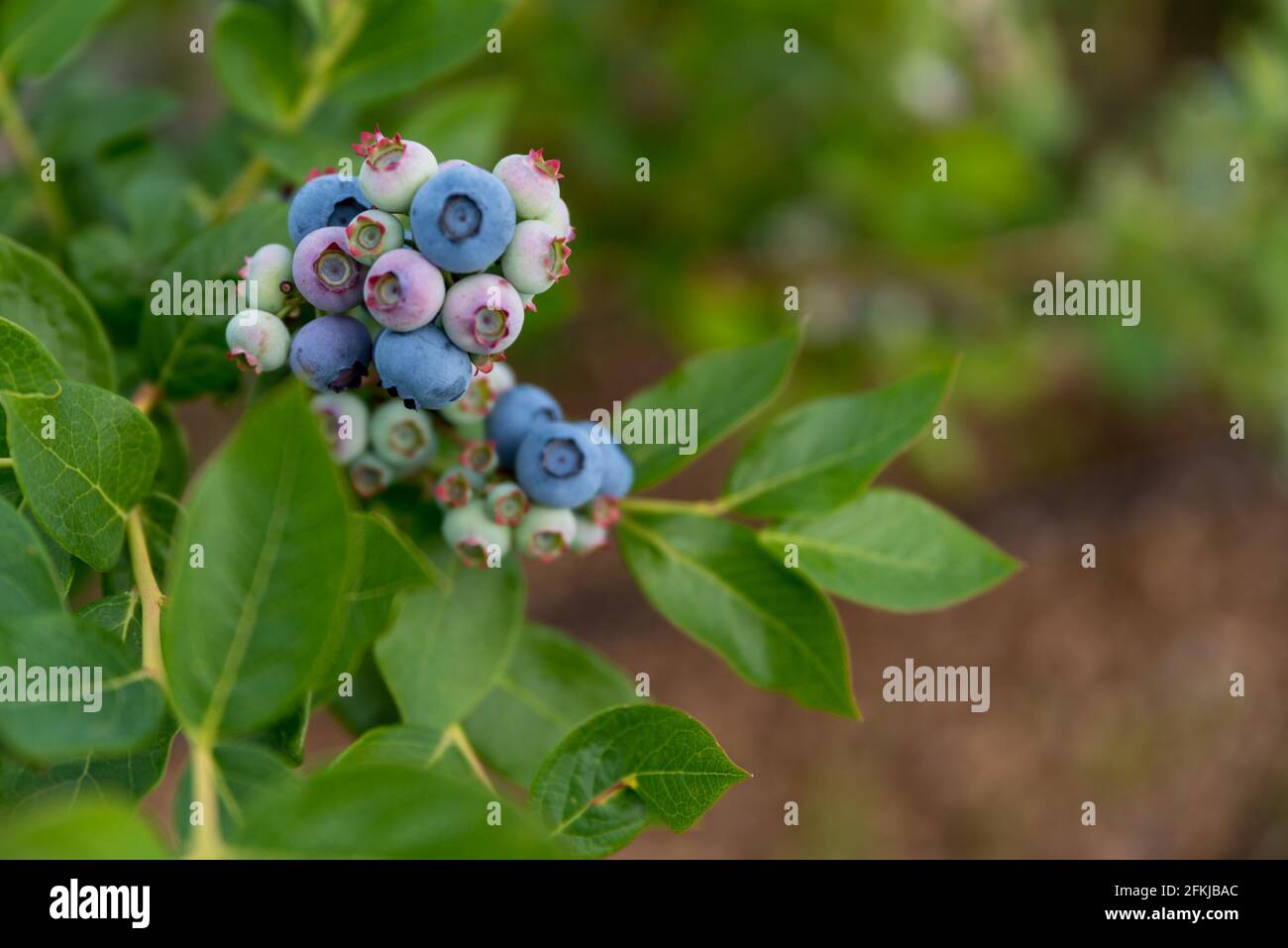 American blueberries ripening on shrubs. Growing fruit. Blueberries on ...