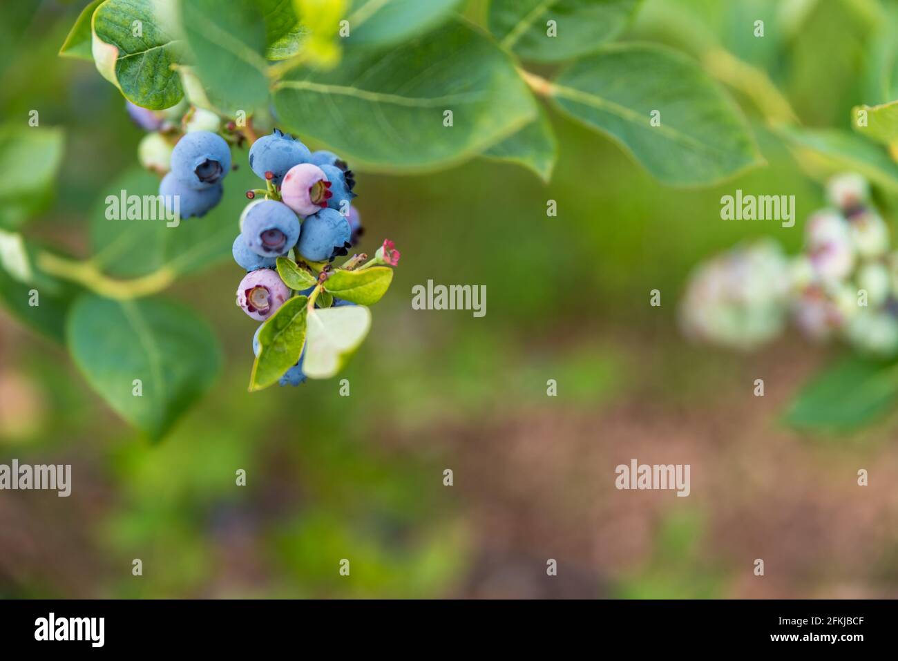 American blueberries ripening on shrubs. Growing fruit. Blueberries on ...