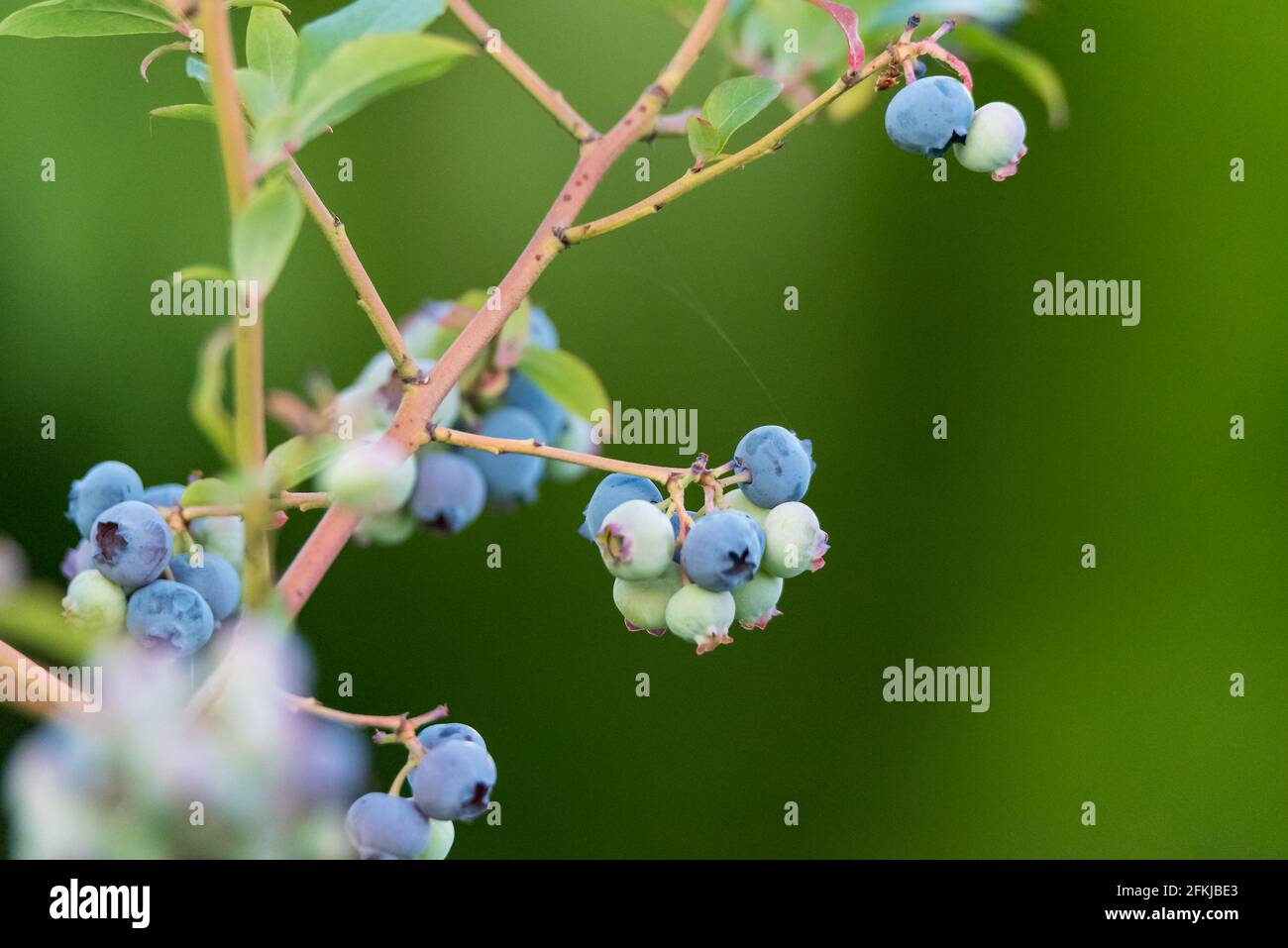 American blueberries ripening on shrubs. Growing fruit. Blueberries on ...