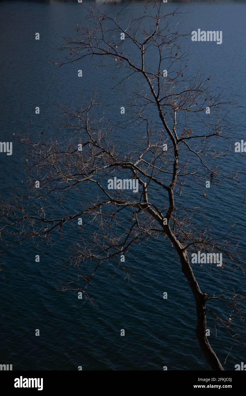 A lone tree standing without any leaves with blue water in background ...