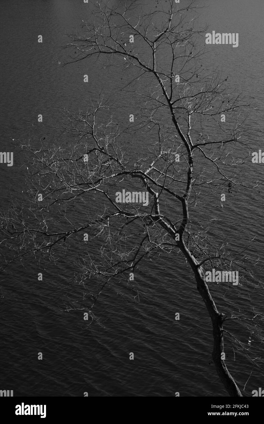 A lone tree standing without any leaves with blue water in background ...