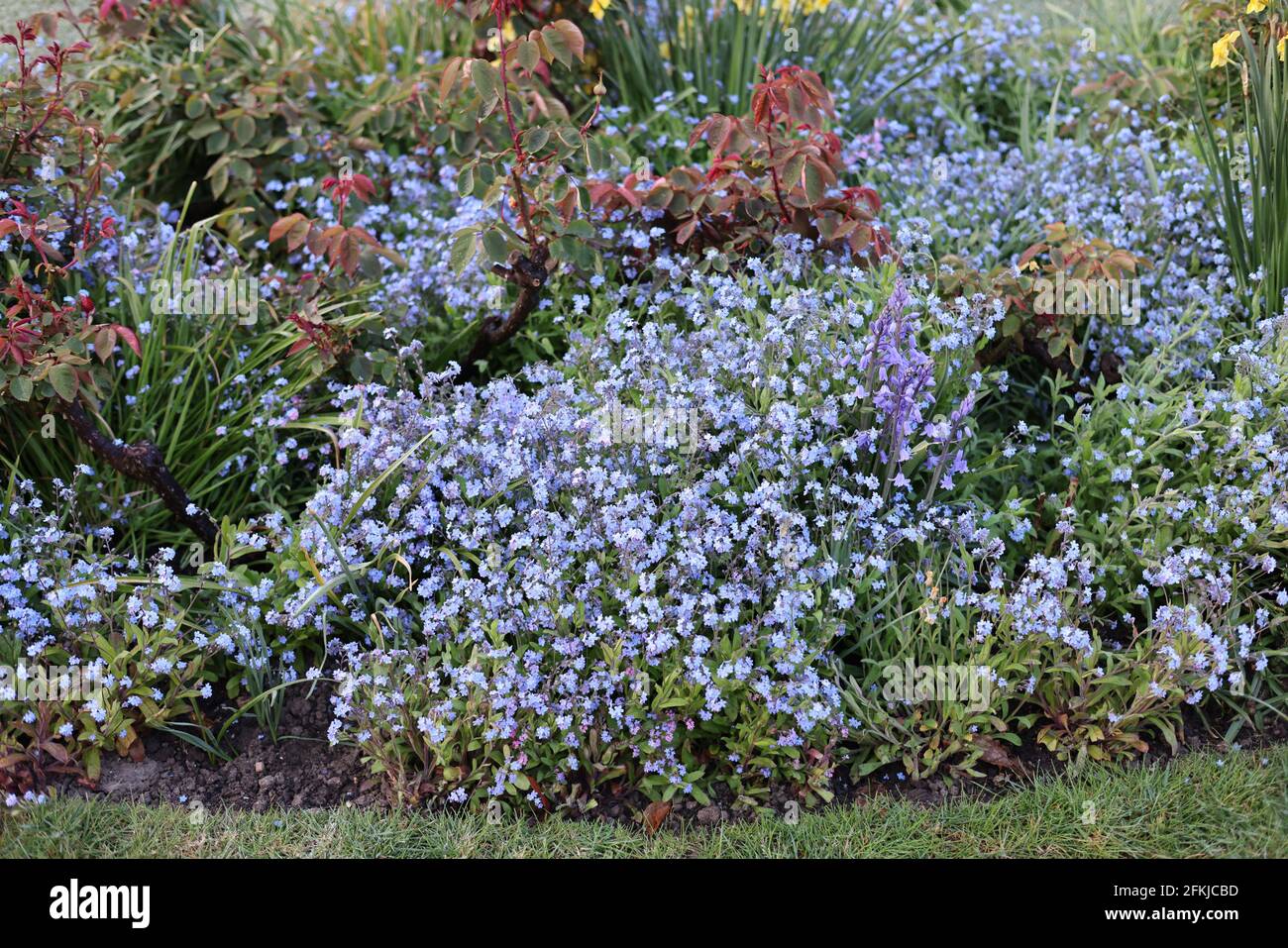 Early forget me nots hi-res stock photography and images - Alamy