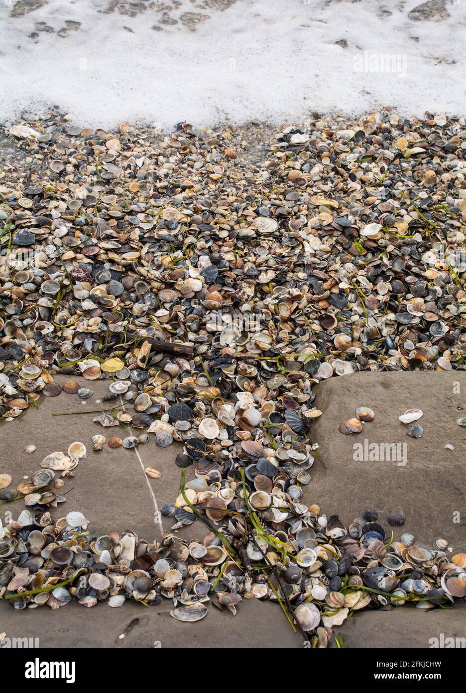 Shells washed up on the beach at Grado in Friuli-Venezia Giulia, north ...