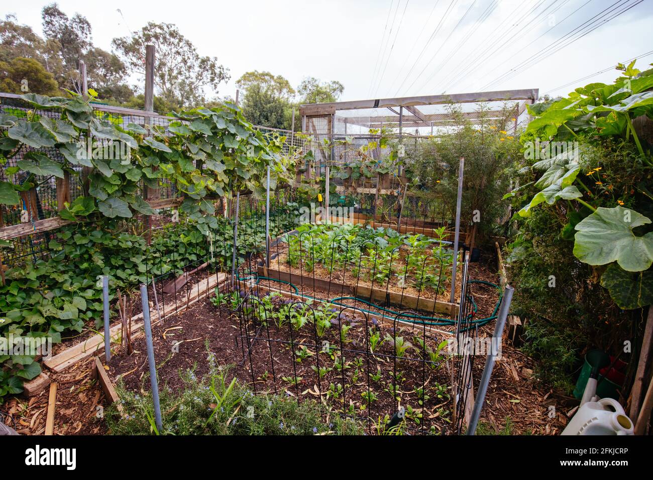 Urban Garden Plot in Australia Stock Photo - Alamy