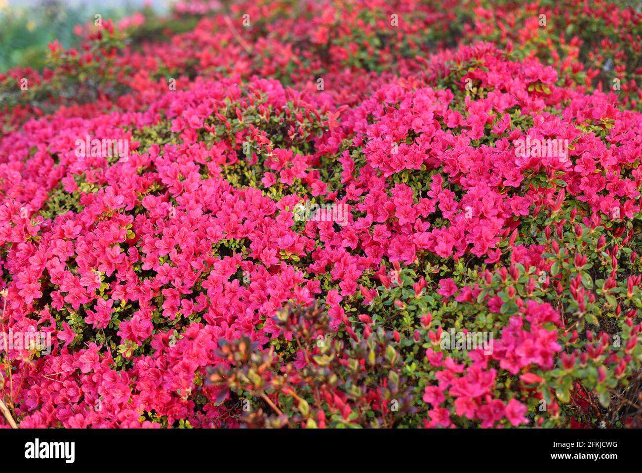 Red flowering evergreen azalea, UK Stock Photo - Alamy