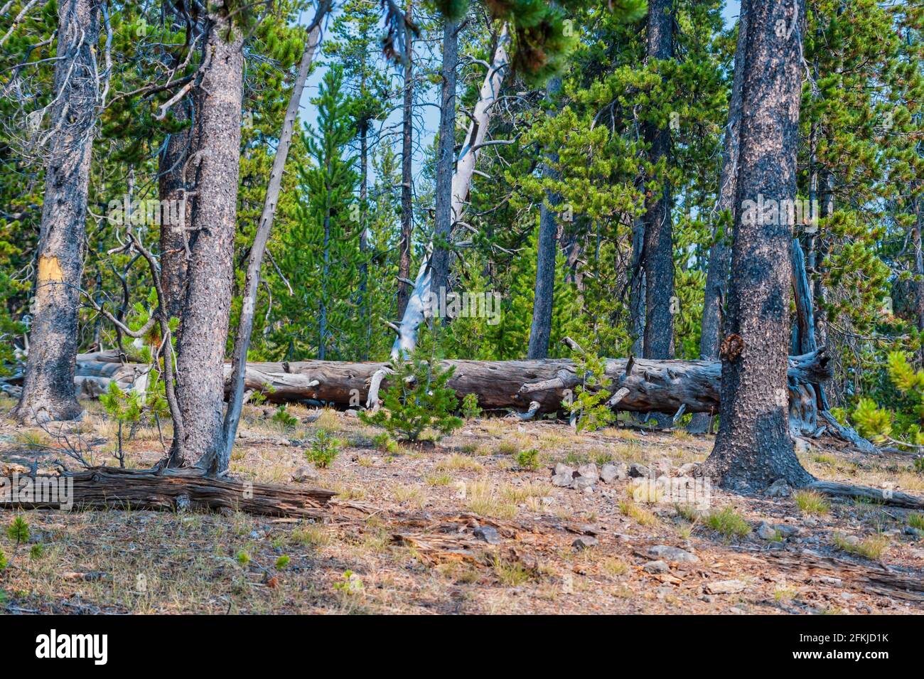 Pine spruce trees yellowstone national hi-res stock photography and ...