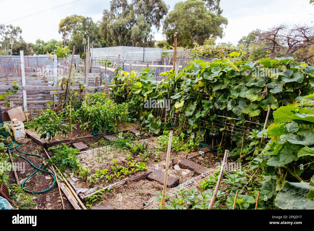 Urban Garden Plot in Australia Stock Photo - Alamy