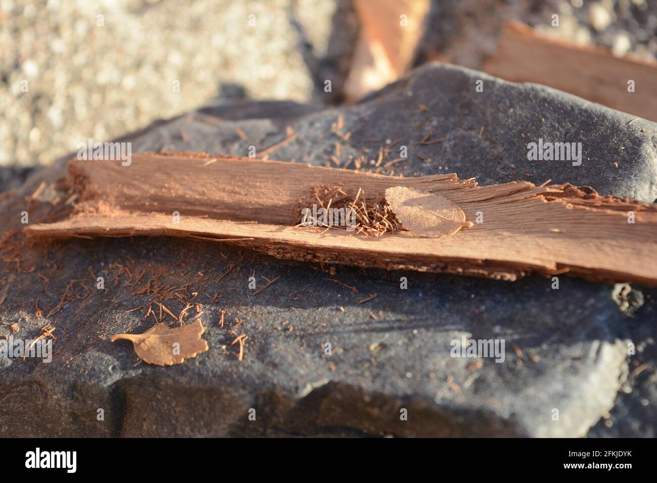 making fire with twigs, stem and stone. without lighter. outdoors in ...