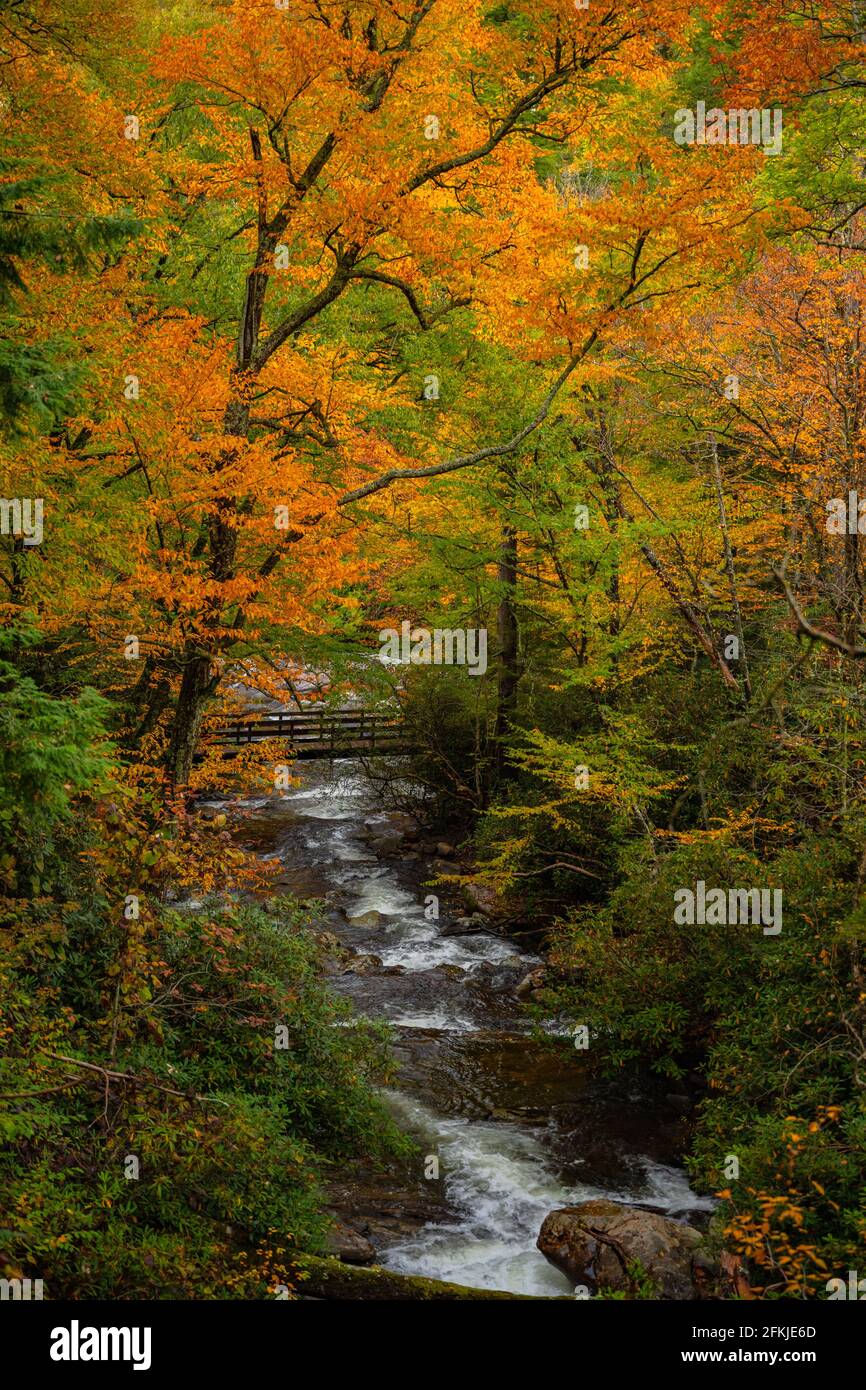 Distant Bridge Surrounded By Towering Fall Colored Trees in Great Smoky ...