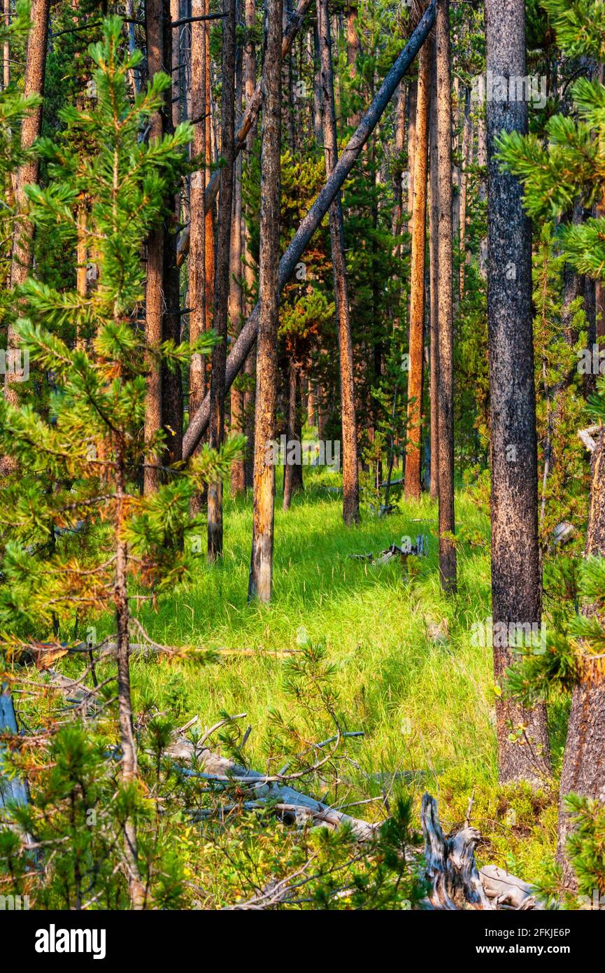 Pine spruce trees yellowstone national hi-res stock photography and ...