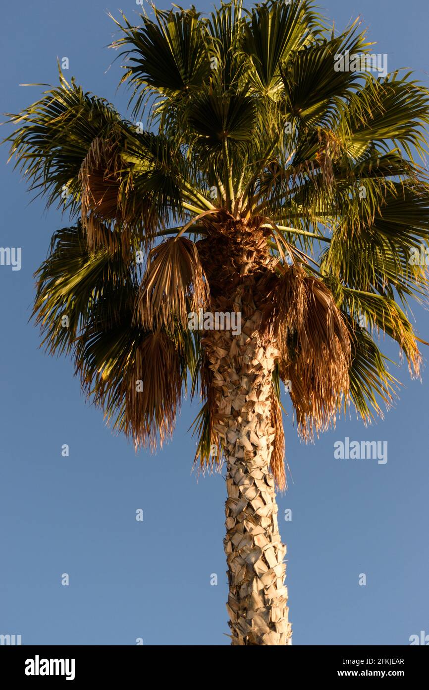 A beautiful palm tree of Malaga, Spain Stock Photo - Alamy