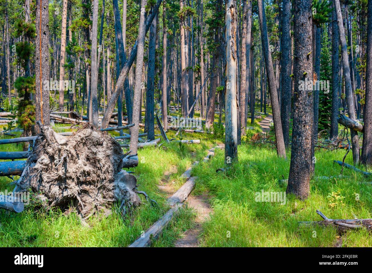 Hiking trail through pine forest in Yellowstone Stock Photo - Alamy