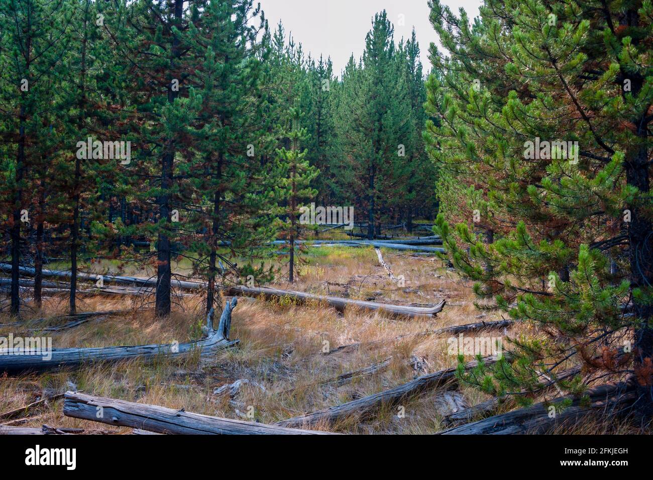 Pine spruce trees yellowstone national hi-res stock photography and ...