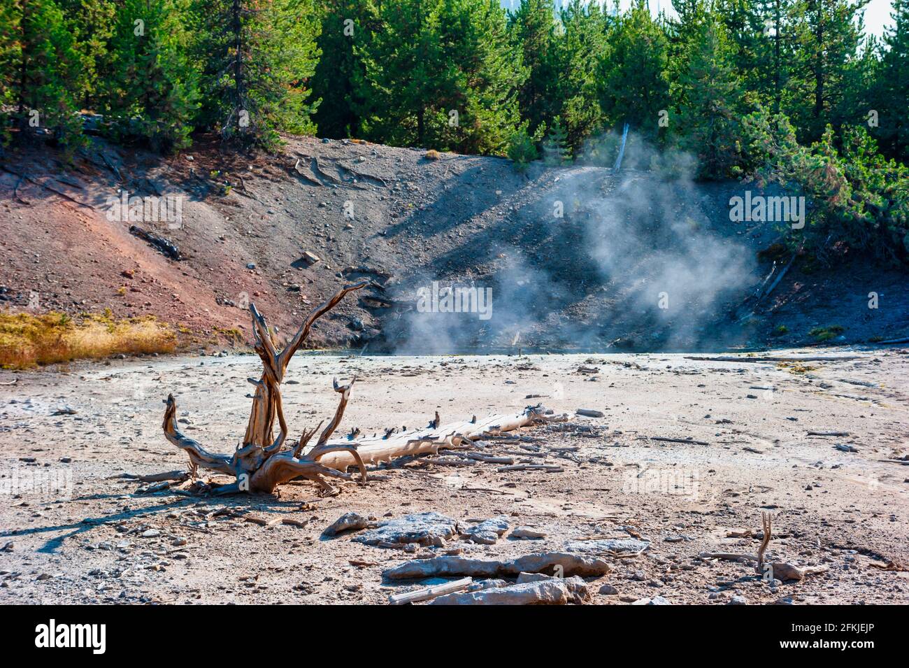 Steam rising from a thermal spring with a tree stump in Yellowstone ...