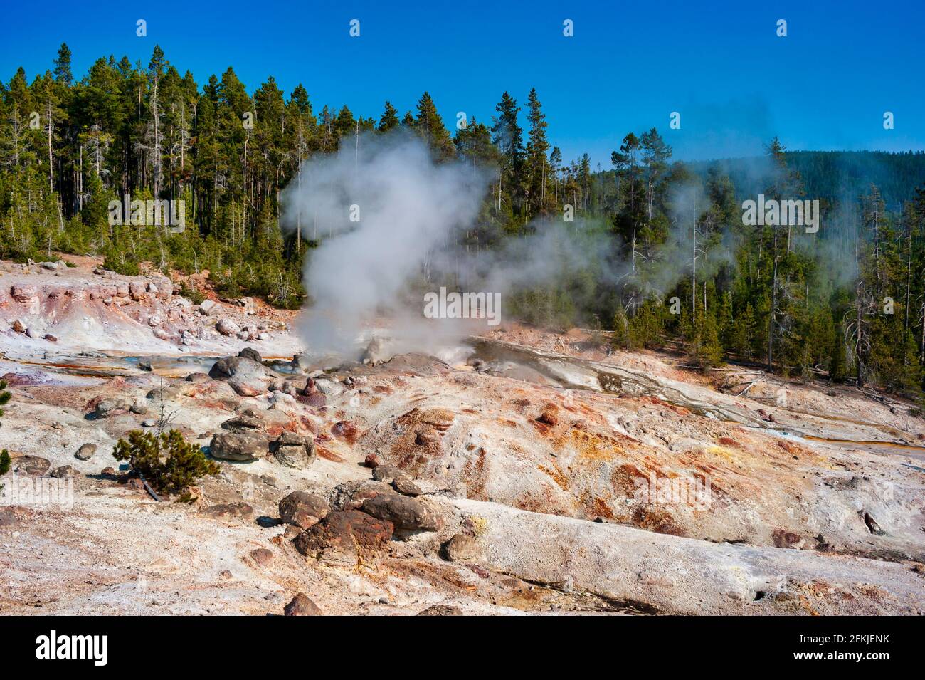 Steam rising from a thermal spring surrounded by dead pine trees in ...