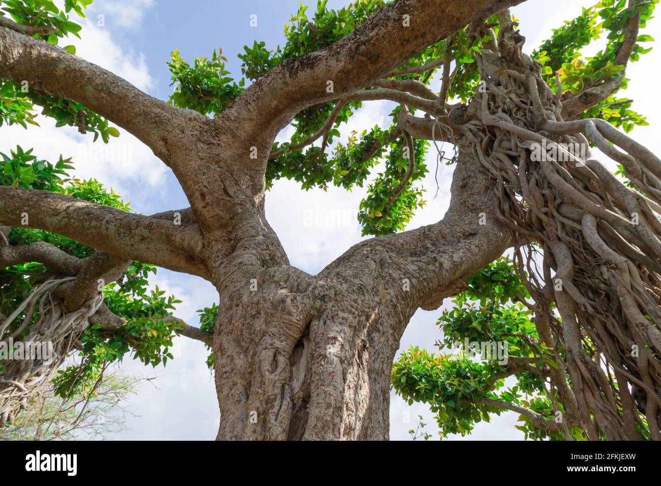 Banyan tree leaves hi-res stock photography and images - Alamy