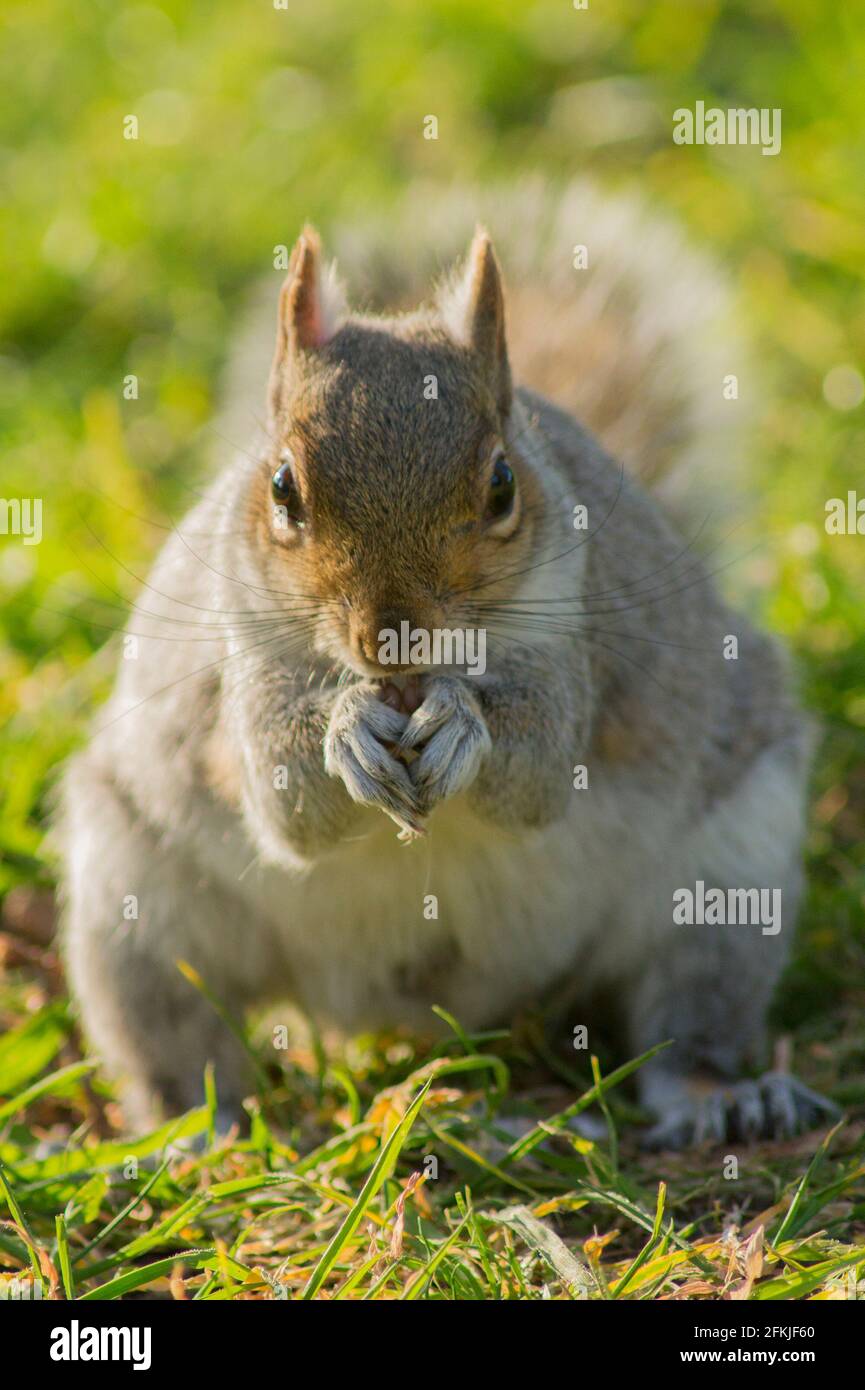 Fat grey squirrel hi-res stock photography and images - Alamy