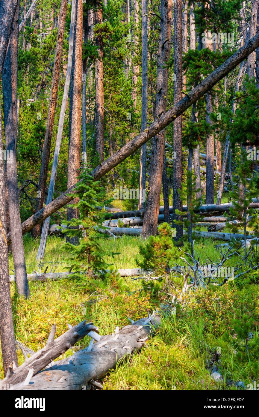Pine spruce trees yellowstone national hi-res stock photography and ...