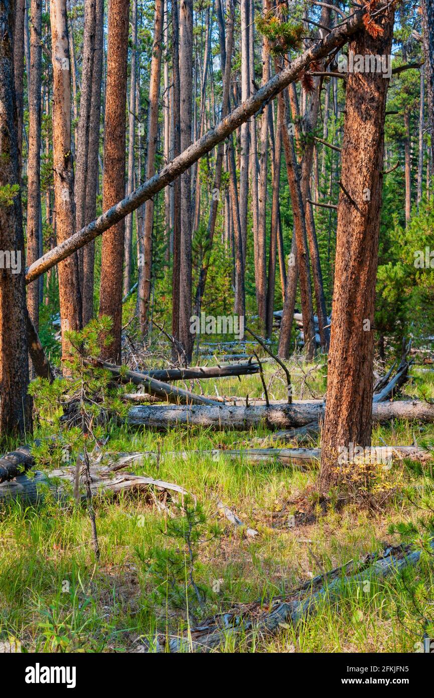 Spruce trees yellowstone hi-res stock photography and images - Alamy