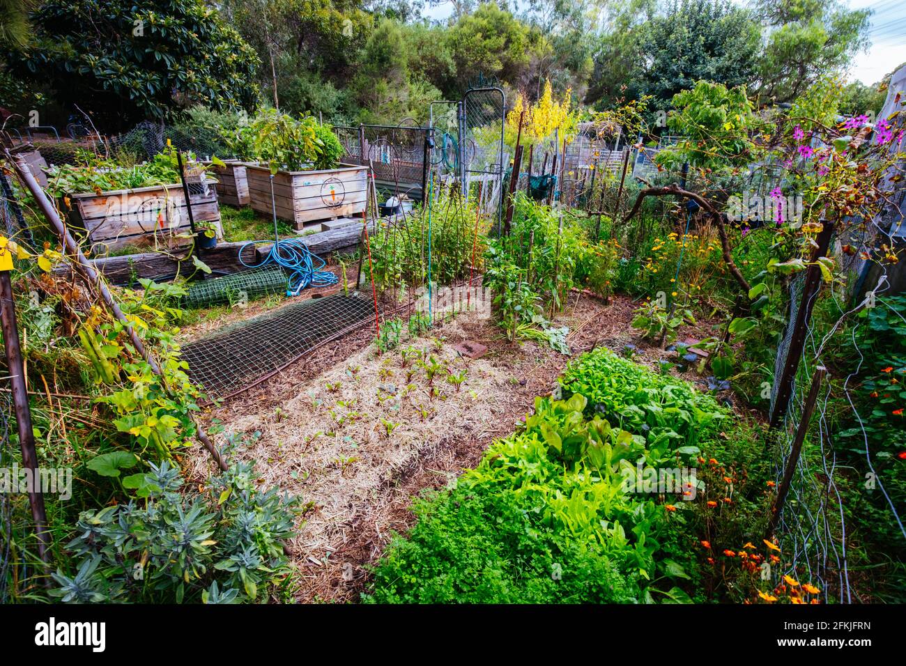 Urban Garden Plot in Australia Stock Photo - Alamy