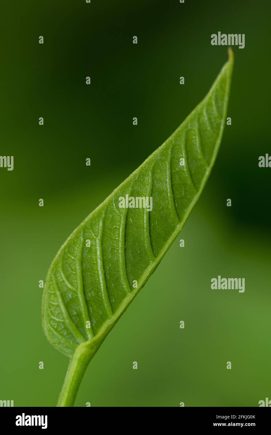 Selective focus shallow depth of field Abstract macro image of a leaf ...