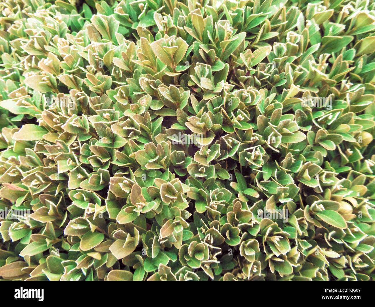Spindle top hi-res stock photography and images - Alamy