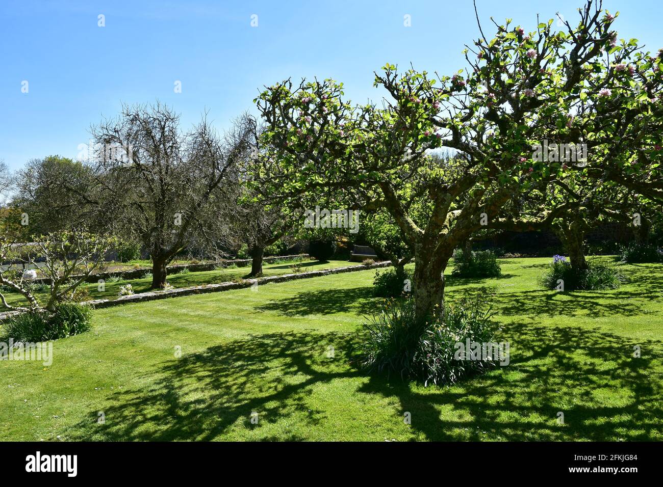 Clovelly Court gardens, Clovelly , North Devon in Spring sunshine Stock ...