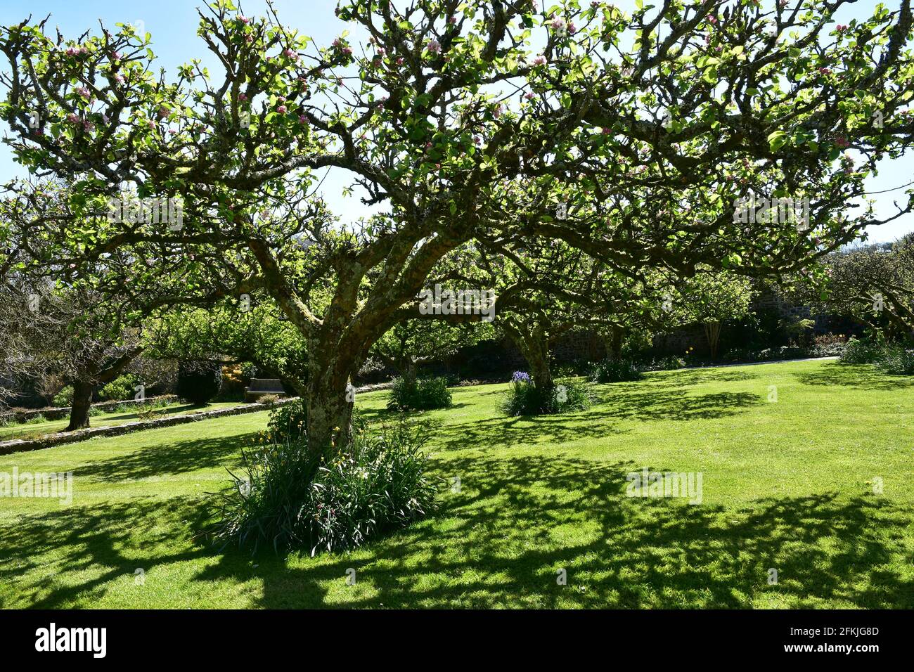 Clovelly Court gardens, Clovelly , North Devon in Spring sunshine Stock ...