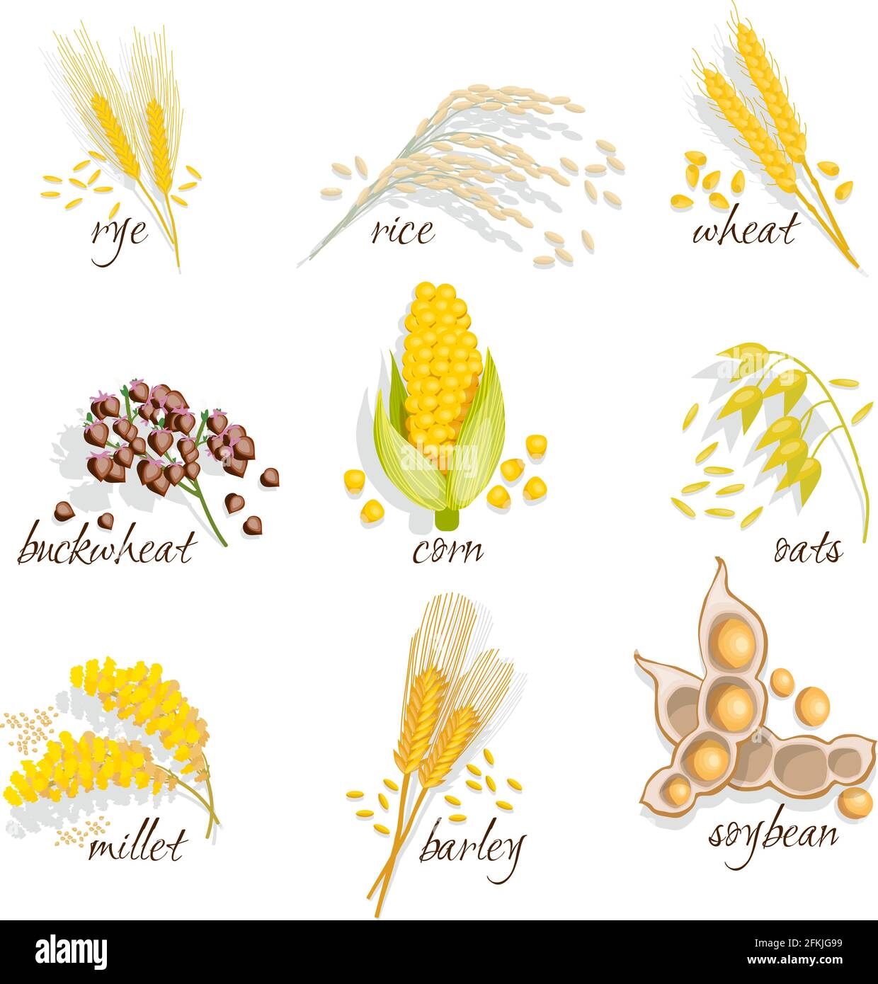 Millet Vector Vectors High Resolution Stock Photography and Images - Alamy