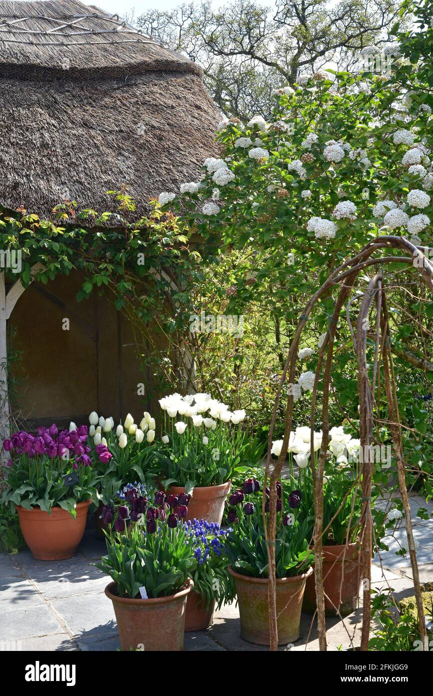 RHS Rosemoor Gardens, North Devon in Spring sunshine Stock Photo - Alamy
