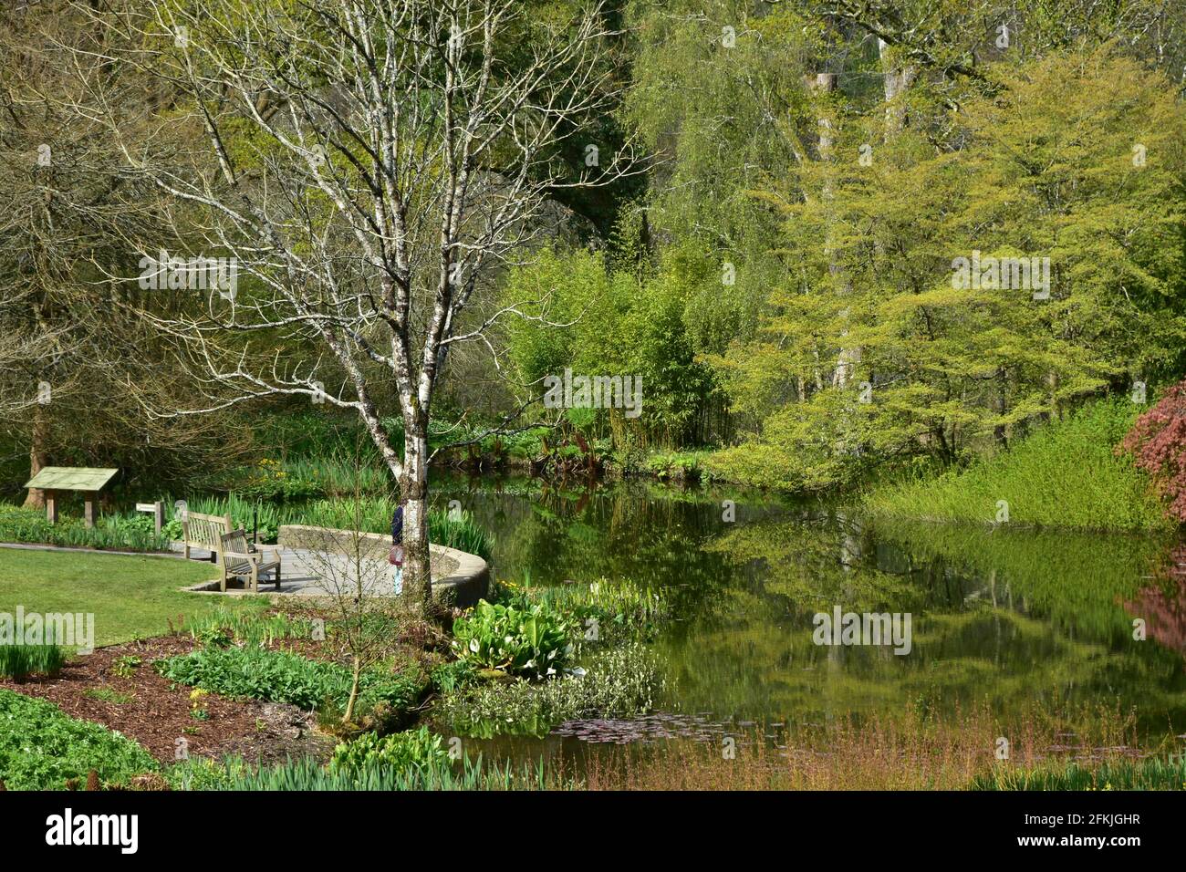 Lake ,RHS Rosemoor Gardens, North Devon in Spring sunshine Stock Photo ...