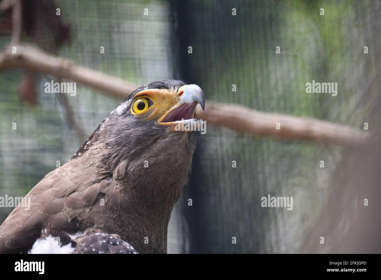 Closeup of the head of an eagle inside a cage Stock Photo - Alamy