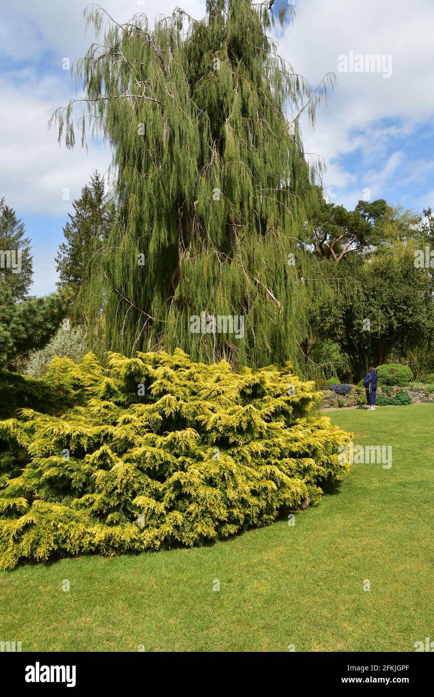 RHS Rosemoor Gardens, North Devon in Spring sunshine Stock Photo - Alamy