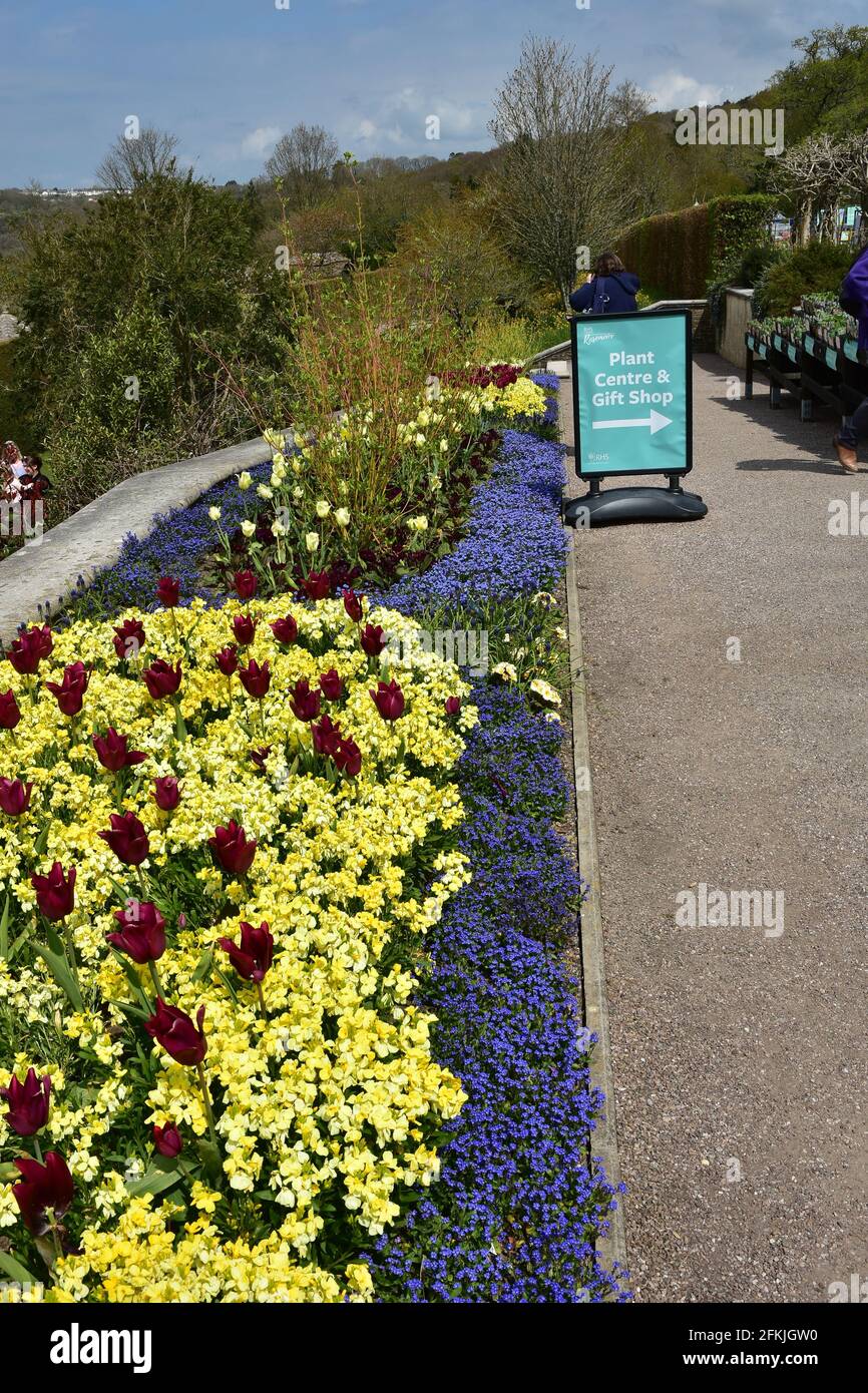 RHS Rosemoor Gardens, North Devon in Spring sunshine Stock Photo - Alamy