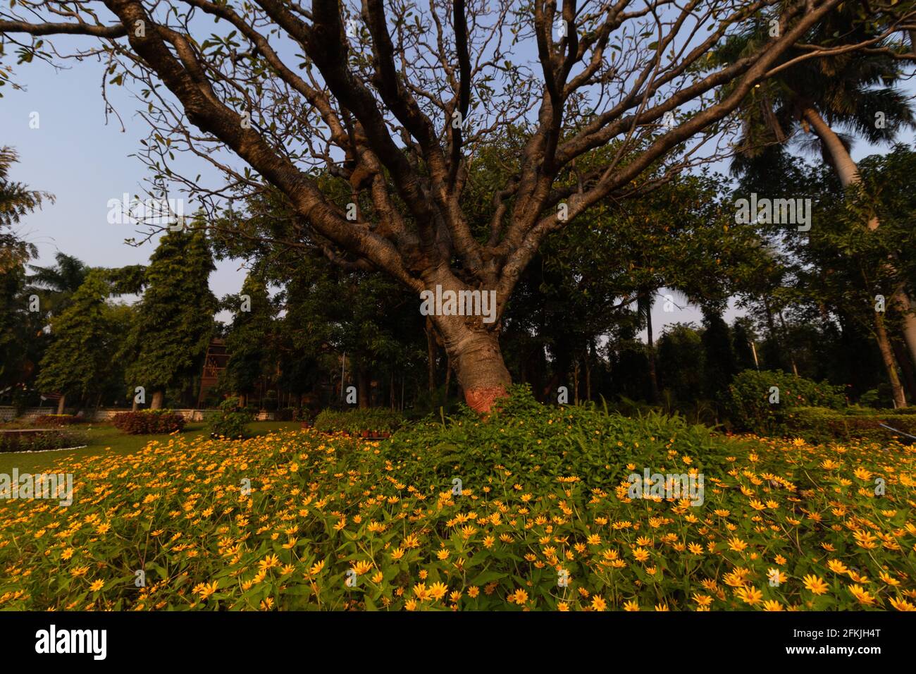 Flower bed under tree hi-res stock photography and images - Alamy