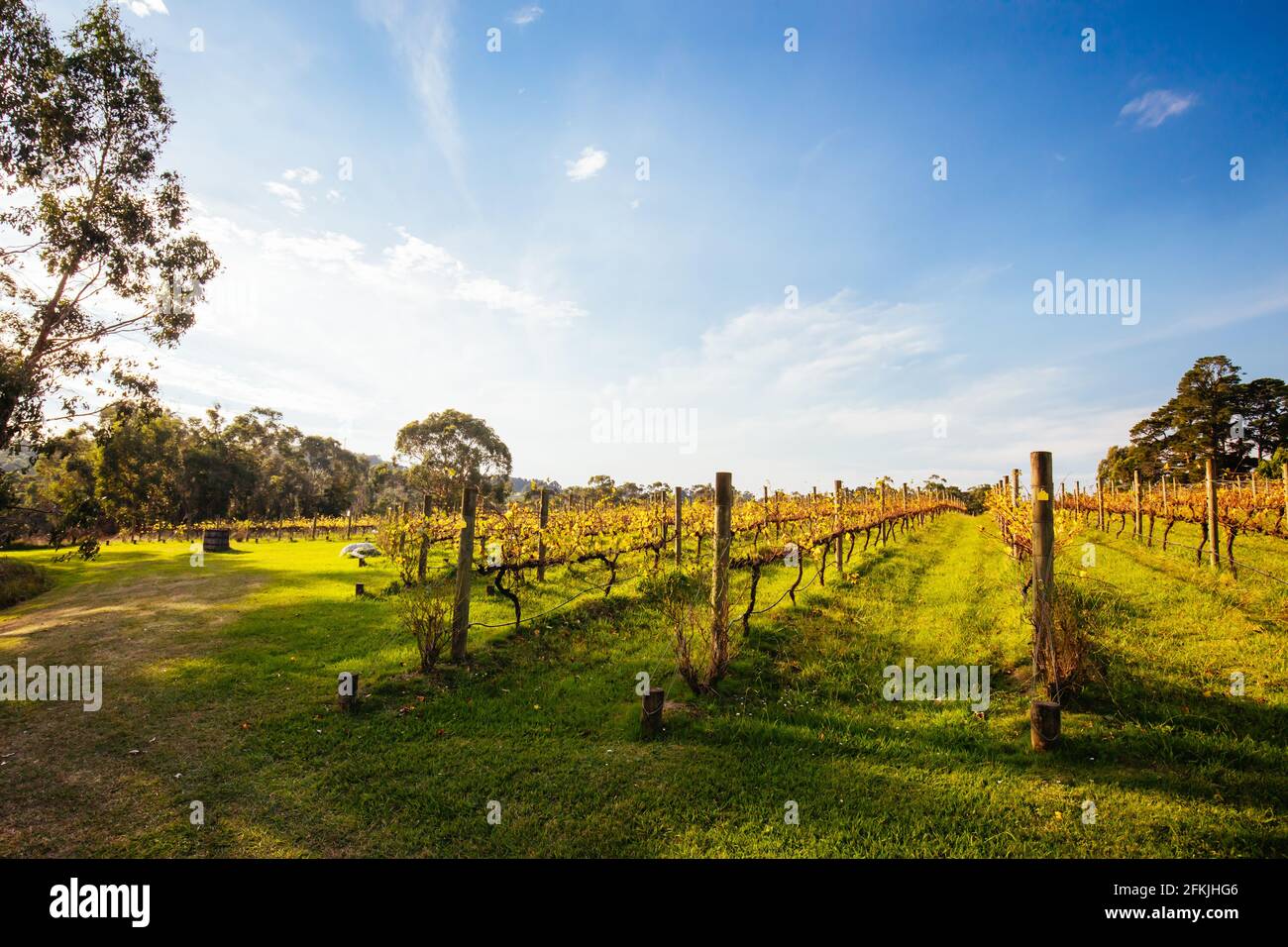 Australia grape hi-res stock photography and images - Alamy
