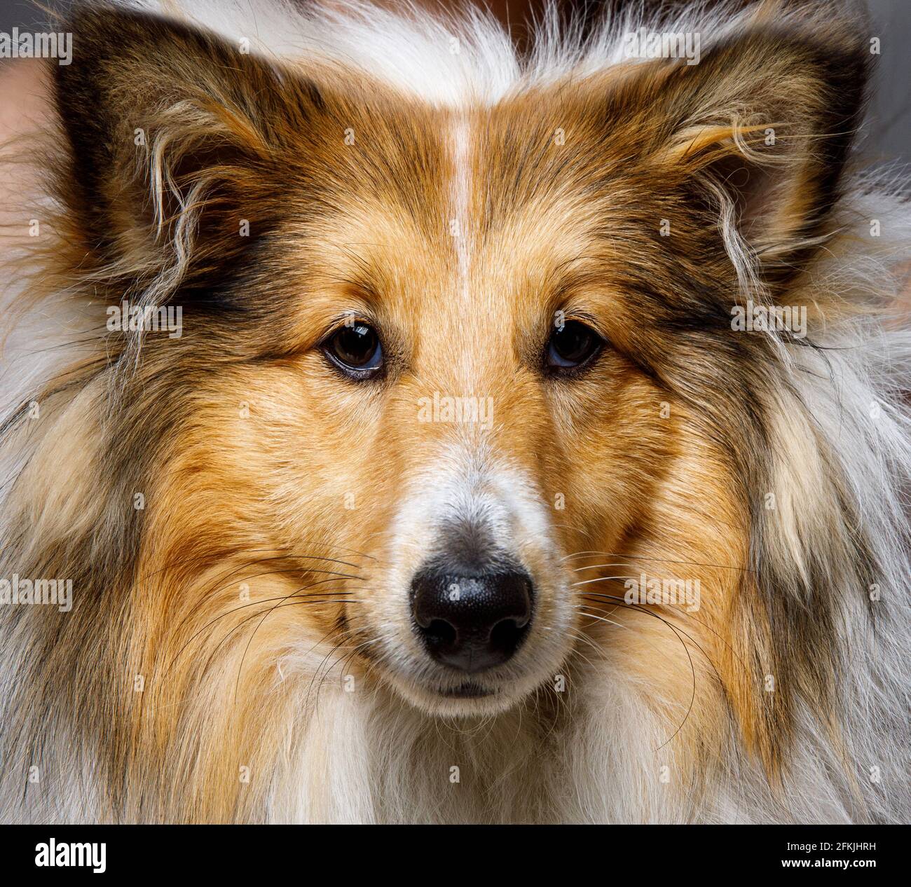 Close-Up of Dog portrait. Face of Sheltie - Shetland sheepdog Stock ...