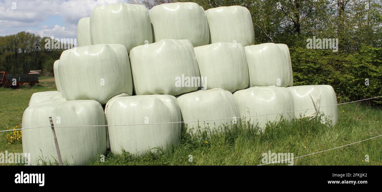 around many white silo bales lie on a meadow Stock Photo - Alamy