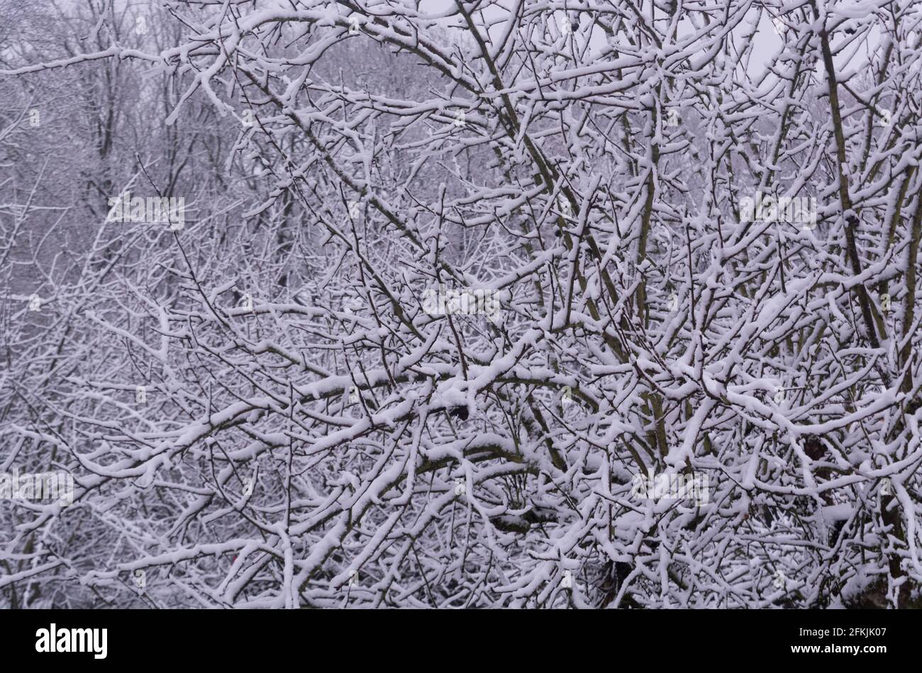Old tree covered with snow Stock Photo - Alamy