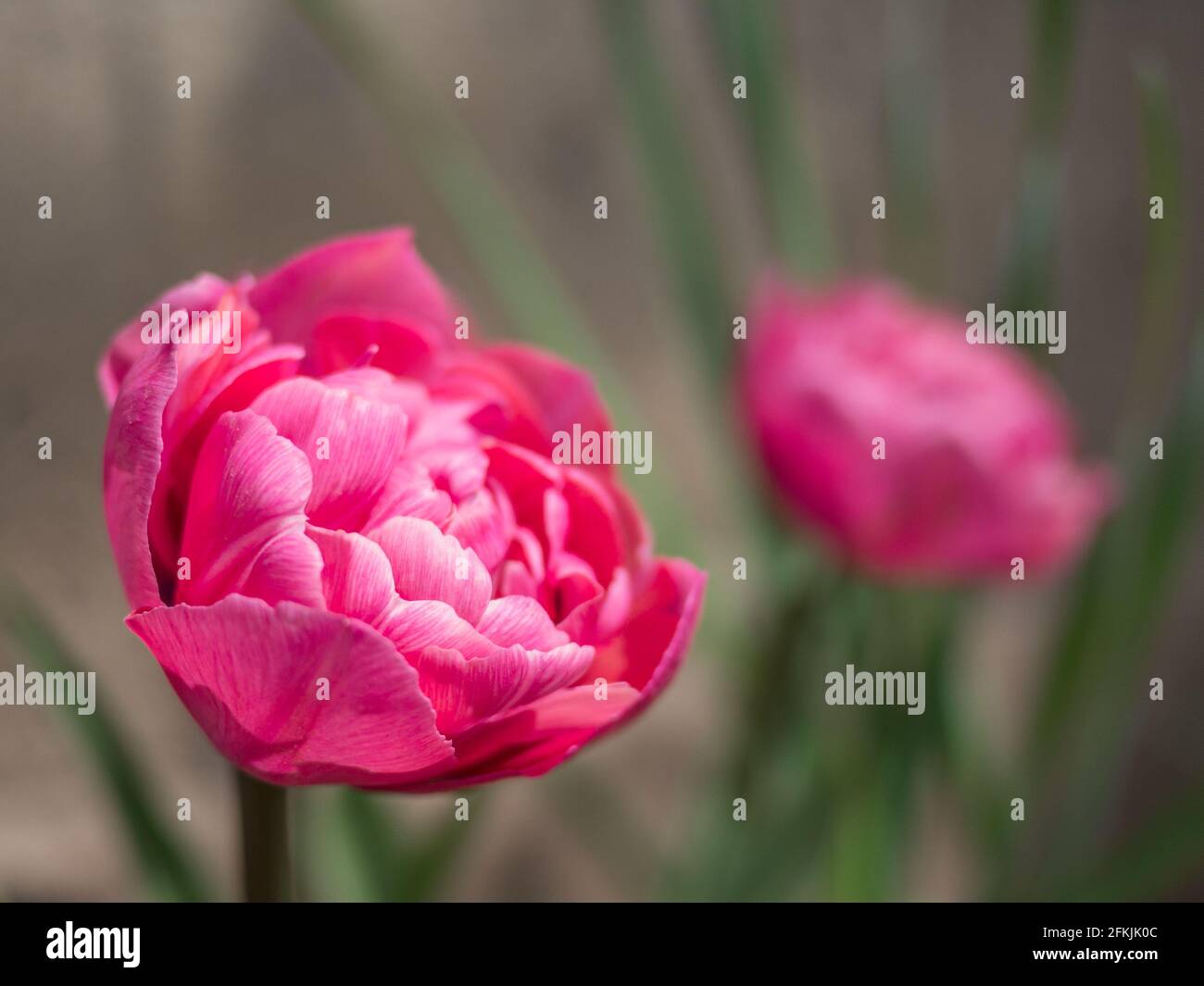 Pink tulips are blooming. Spring flowering in the garden Stock Photo ...