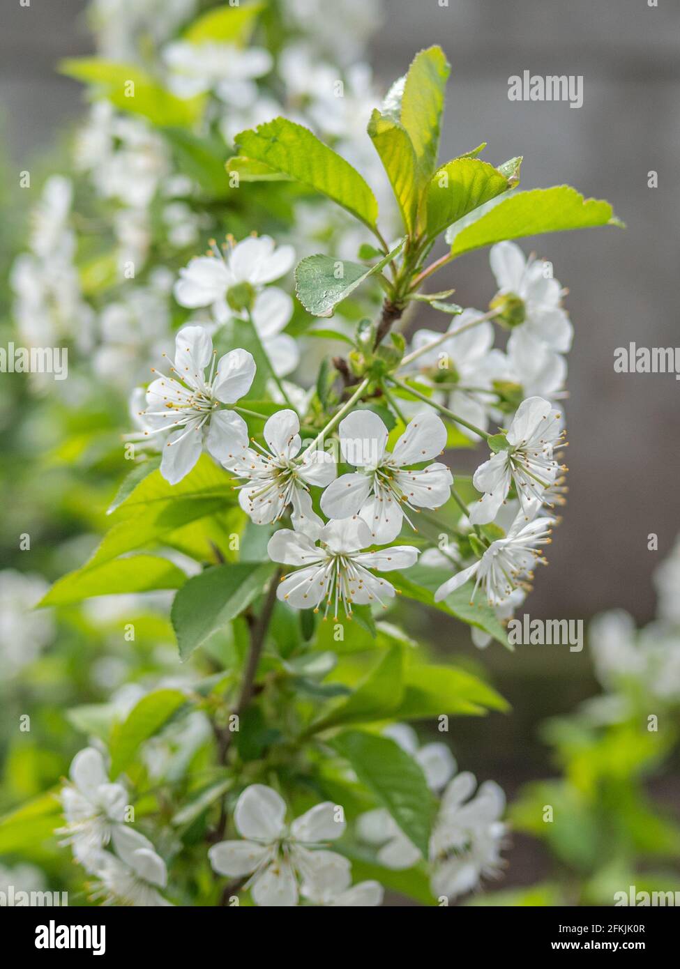 A branch of cherries in bloom. Spring Garden Stock Photo - Alamy