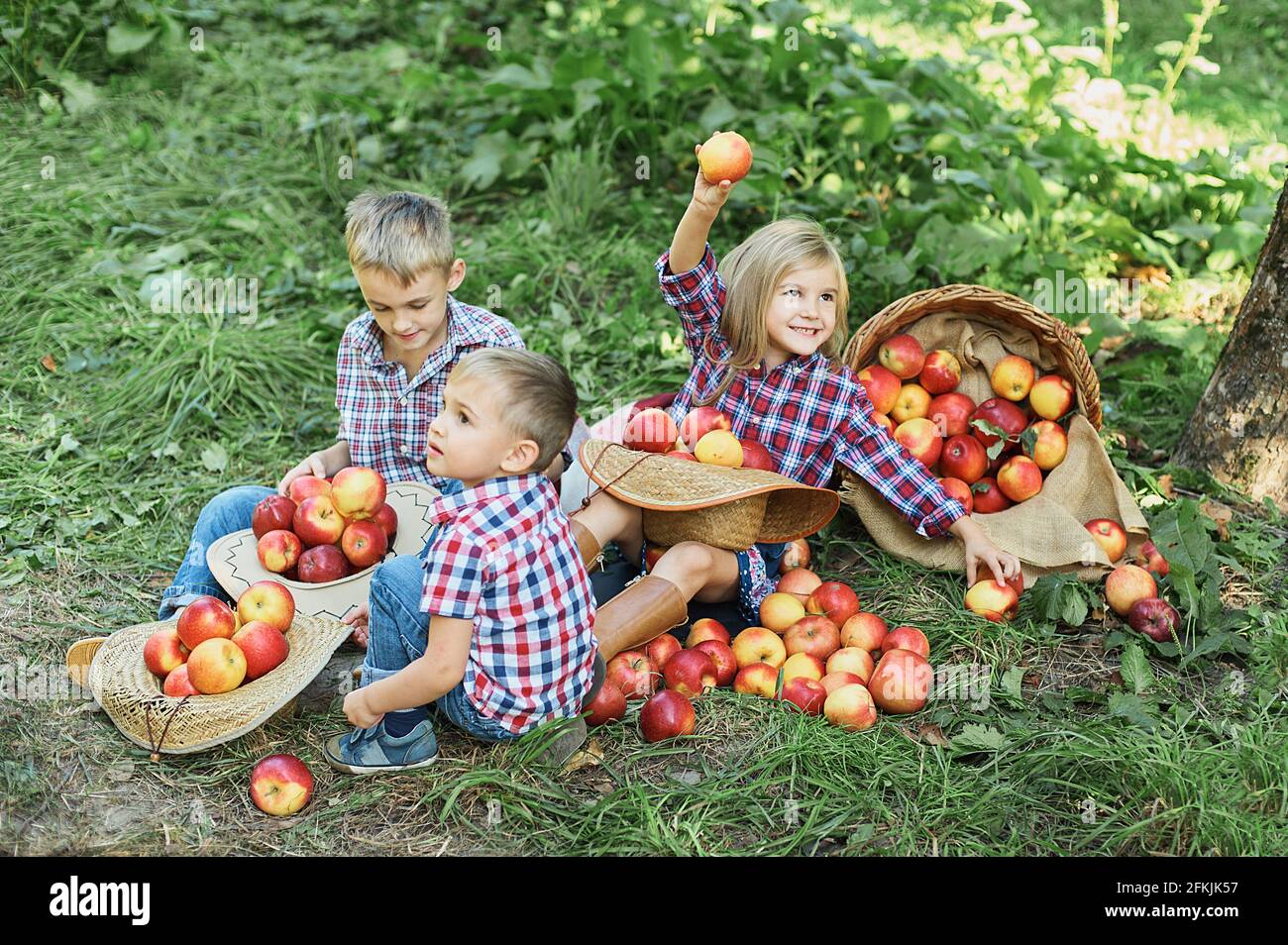 Apple picking. Happy children harvesting apples in fruit orchard at ...