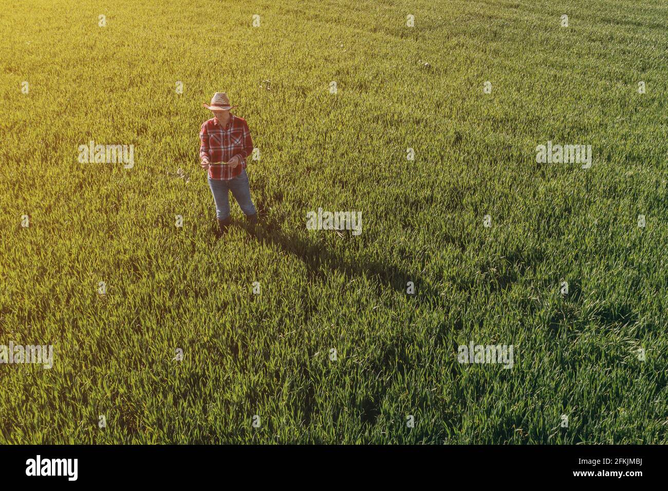 Farmer looking at green crops hi-res stock photography and images - Alamy