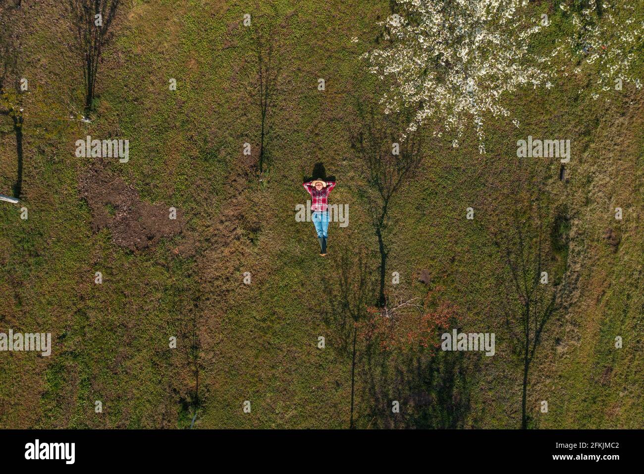 Female farmer laying down in organic cherry orchard, top down drone pov ...