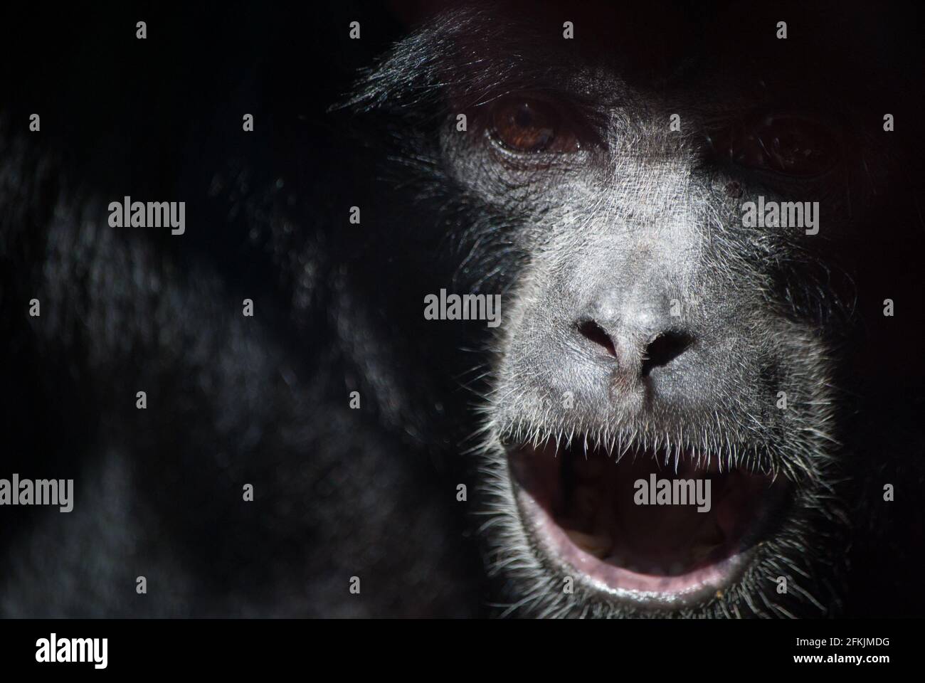 Monkey nostrils hi-res stock photography and images - Alamy