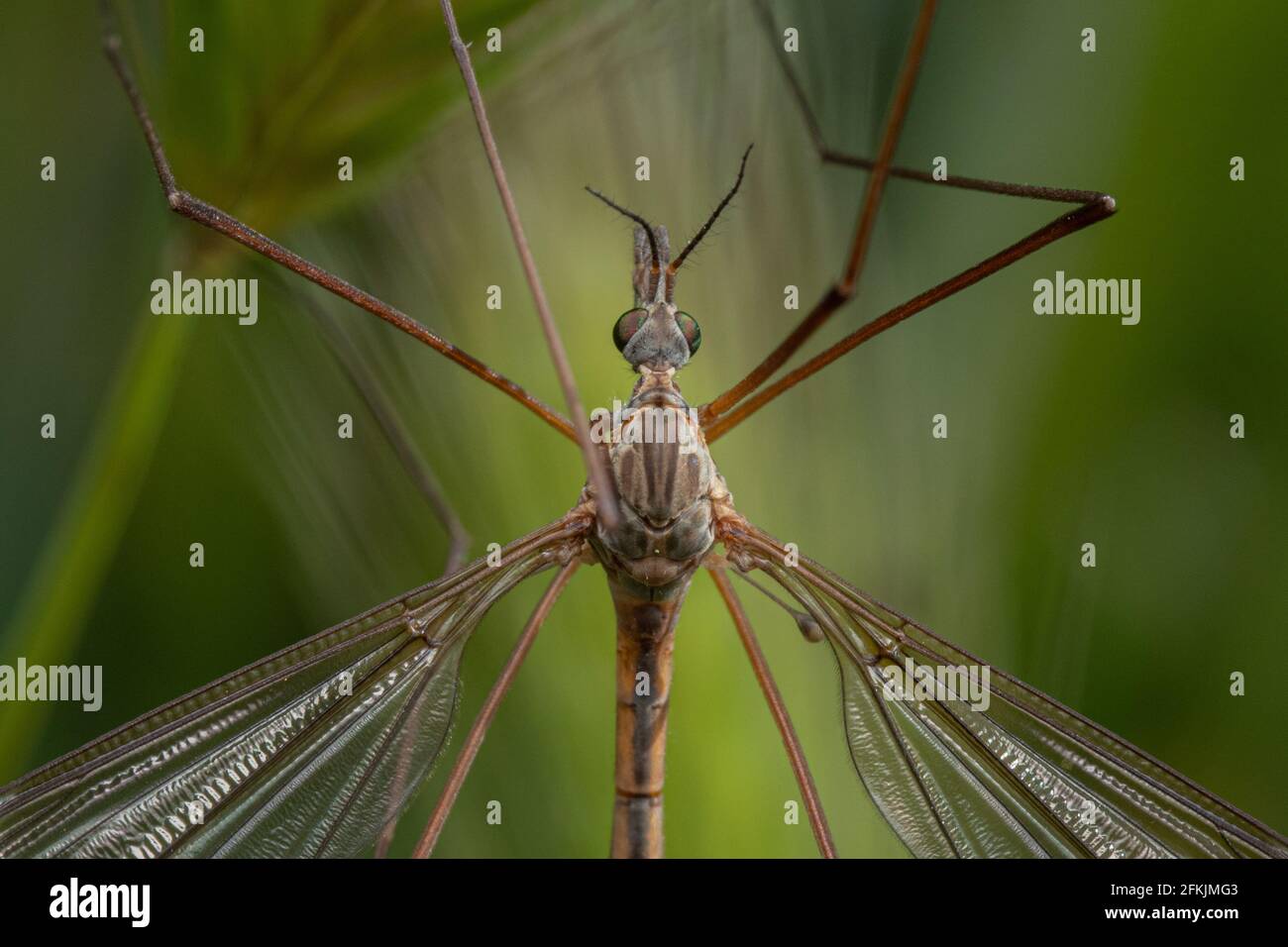 A scary crane fly in the woods with a blurred background Stock Photo ...