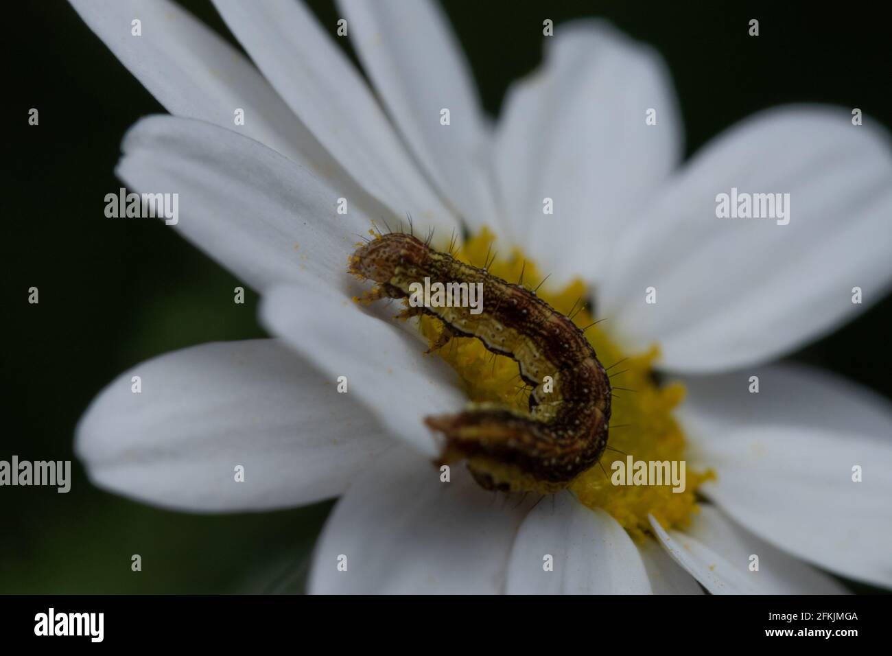 A caterpillar on a daisy flower in the woods Stock Photo - Alamy