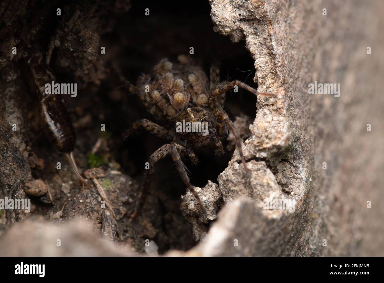 A big scary spider looking ahead in its hole in a tree trunk Stock ...